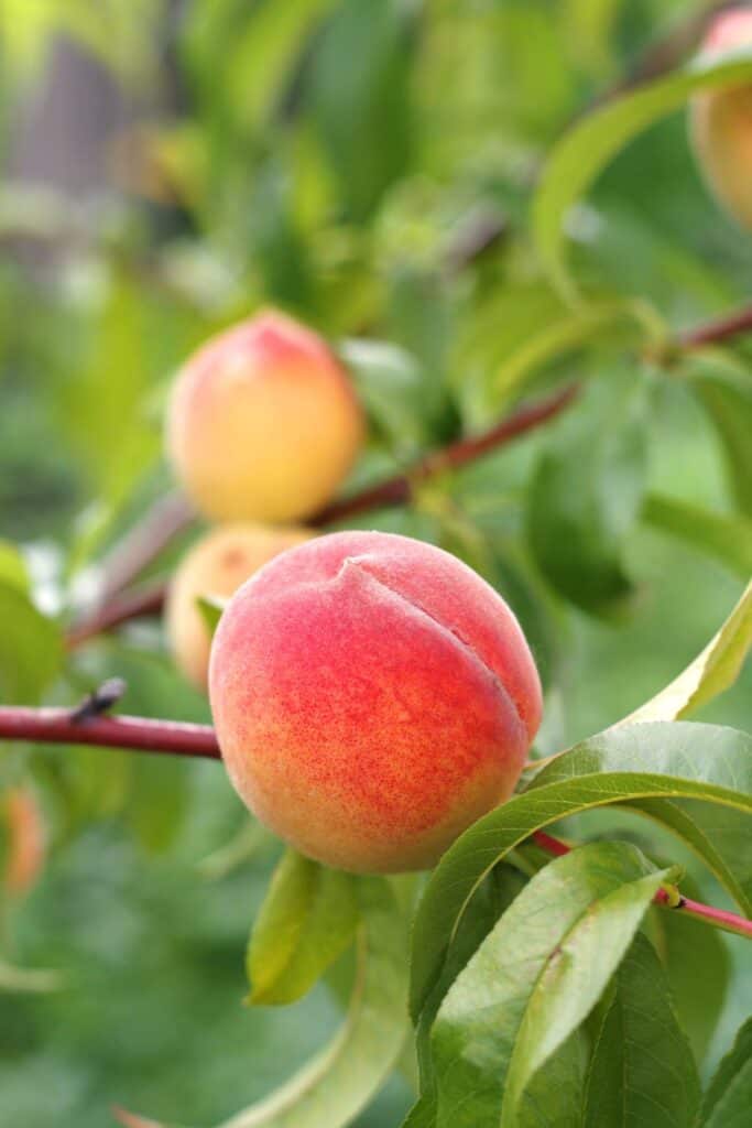 10 Fastest Growing Peach Trees That Bear Fruit Quickly (1st Year)