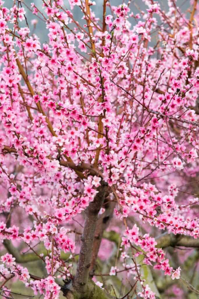 10 Fastest Growing Peach Trees That Bear Fruit Quickly (1st Year)