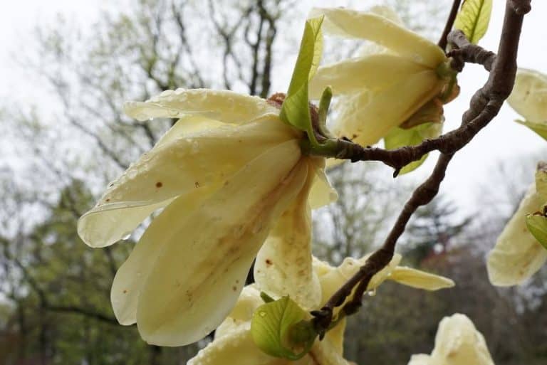 8 Beautiful Magnolia Trees in Texas (to Grow or Admire)