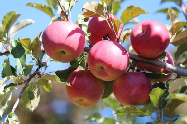 Can You Grow Apples in USDA Zone 8? Which Are Best?