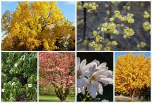 7 Shade Trees to Consider if You Live in USDA Zone 8