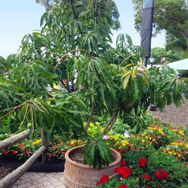 Can You Grow Mango Trees in USDA Zone 8? Which are Best?