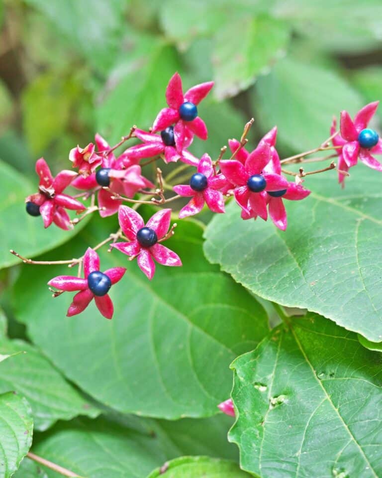 8 Small Trees for Tight Spaces in USDA Zone 8 Landscapes