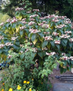 8 Small Trees for Tight Spaces in USDA Zone 8 Landscapes