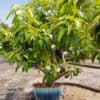 Can You Grow Mango Trees in USDA Zone 8? Which are Best?