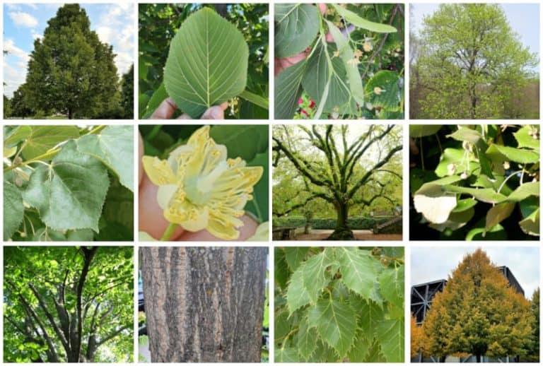 15 Different Types of Pecan Trees & Identifying Features