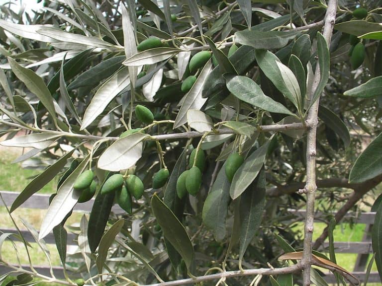 Can You Grow Olive Trees in USDA Zone 8? Which Are Best?