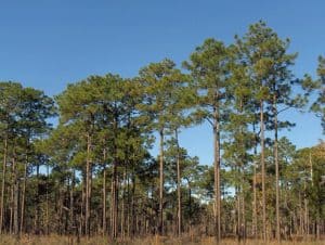 6 USDA Zone 9 Pine Trees That Thrive in Hot Weather