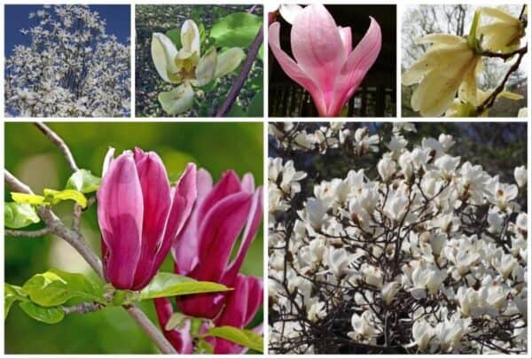 6 Hickory Tree Varieties That Grow in Parts of Texas