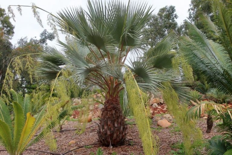 14 Types of Palm Trees in Texas (That Will Thrive)