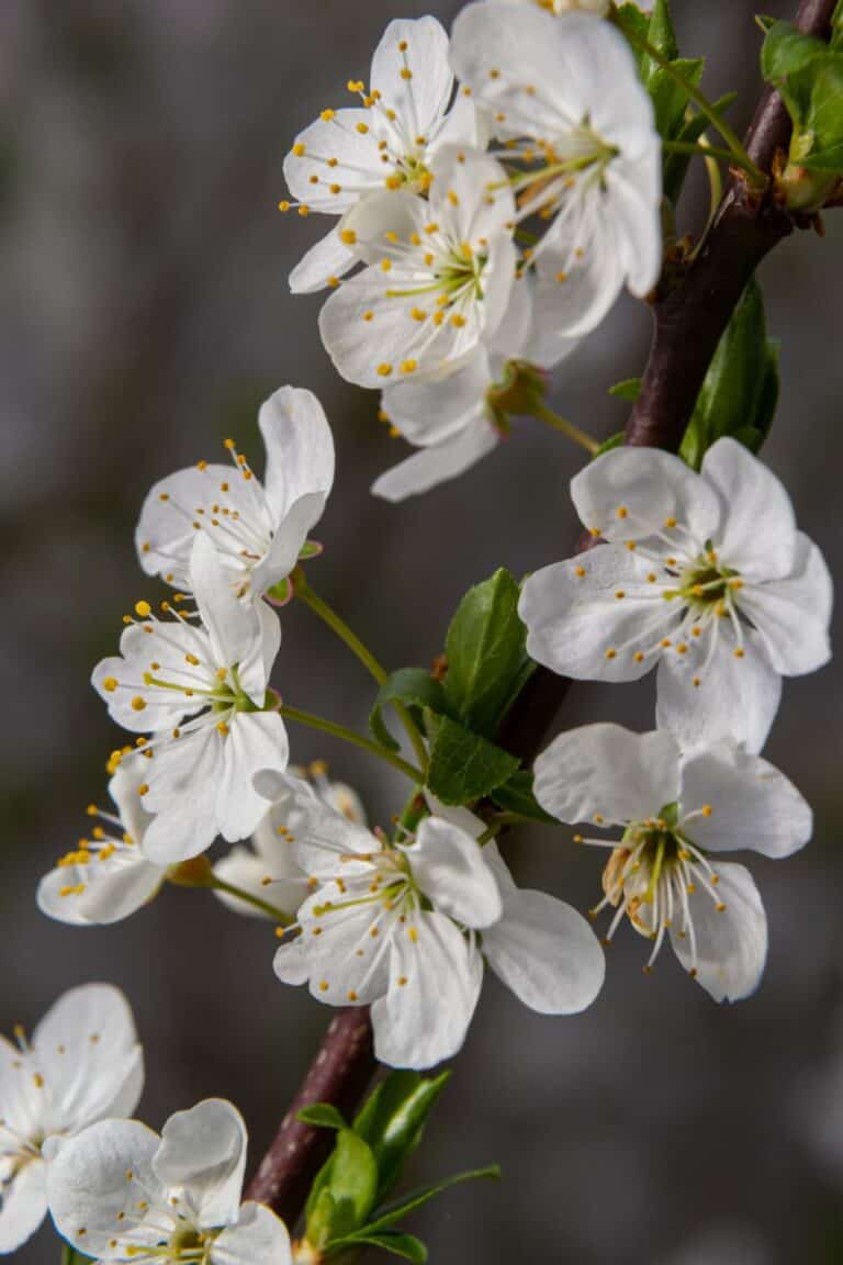 9 Fastest Growing Cherry Trees That Bear Fruit Quickly (1st Year)