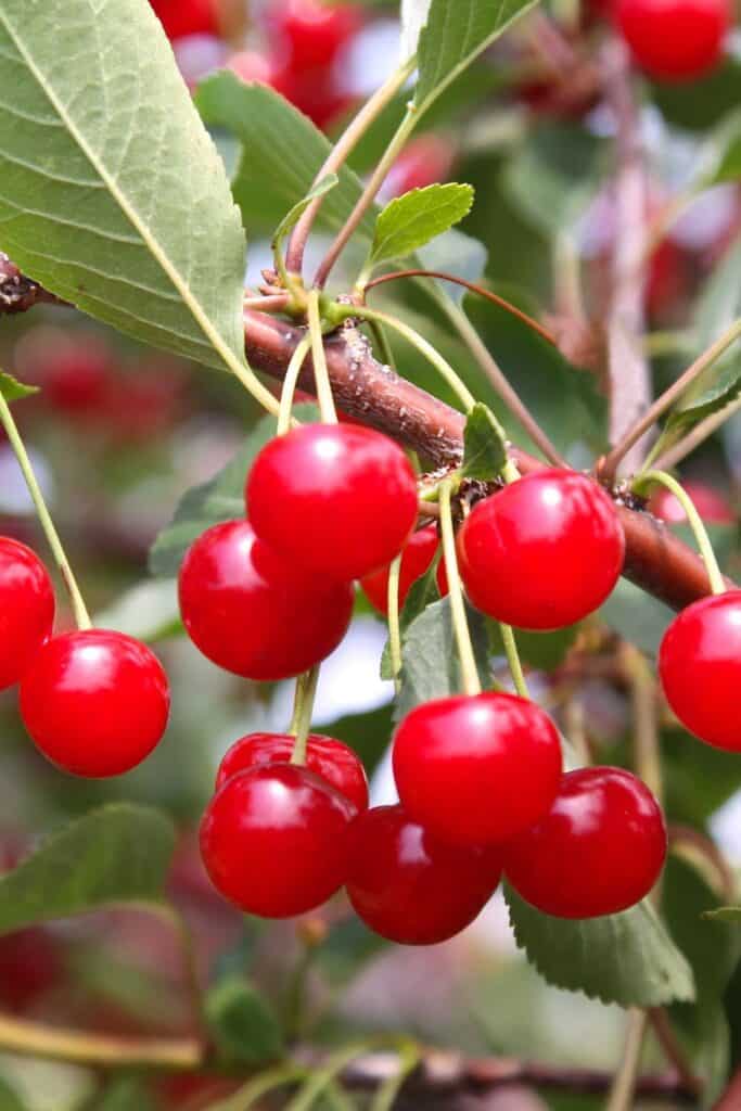 9 Fastest Growing Cherry Trees That Bear Fruit Quickly (1st Year)