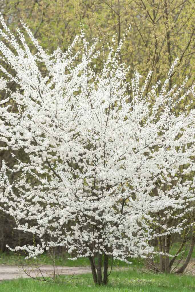 9 Fastest Growing Cherry Trees That Bear Fruit Quickly (1st Year)