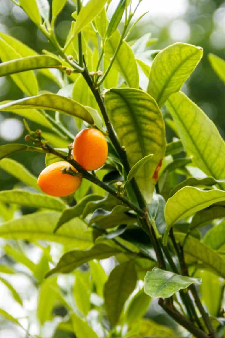 16 Best Bountiful Fruit Trees for USDA Zone 8 Gardeners