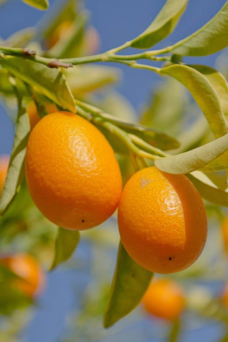 16 Best Bountiful Fruit Trees for USDA Zone 8 Gardeners