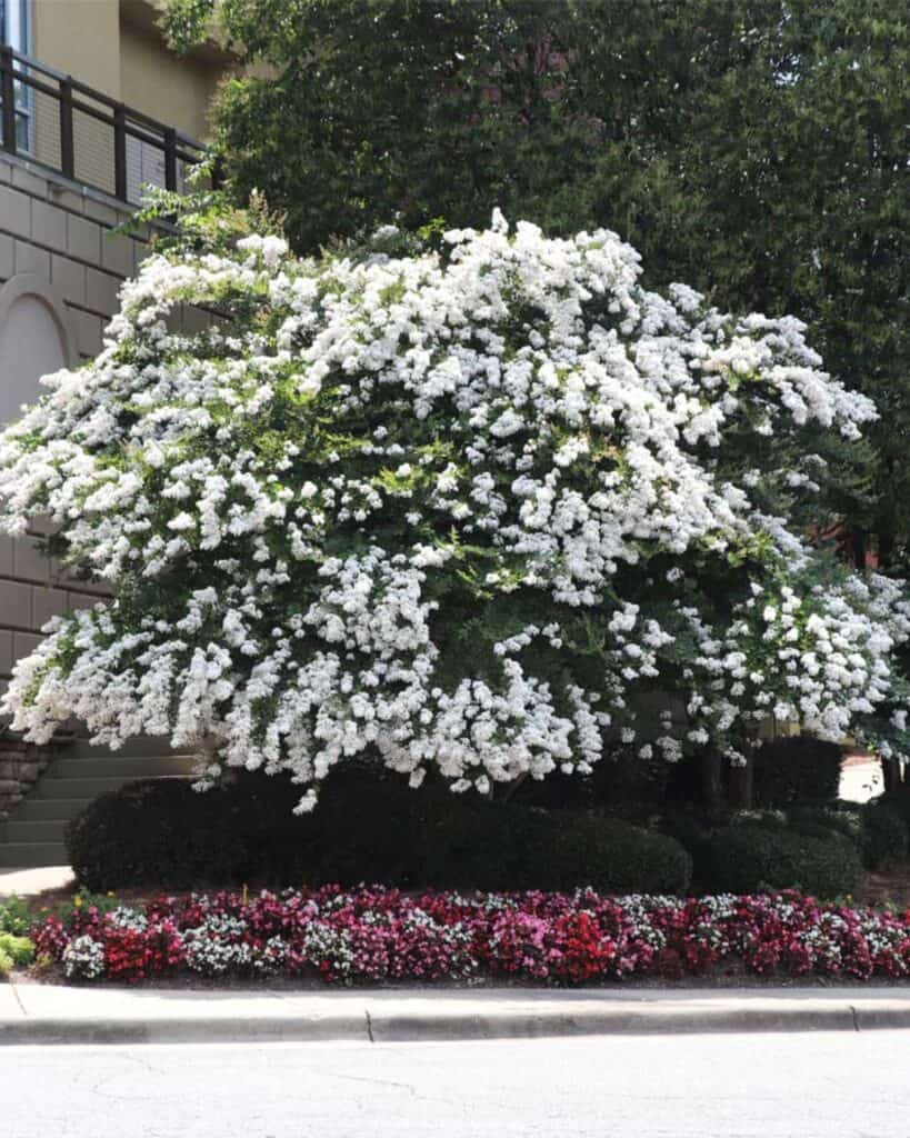 8 Small Trees for Tight Spaces in USDA Zone 8 Landscapes