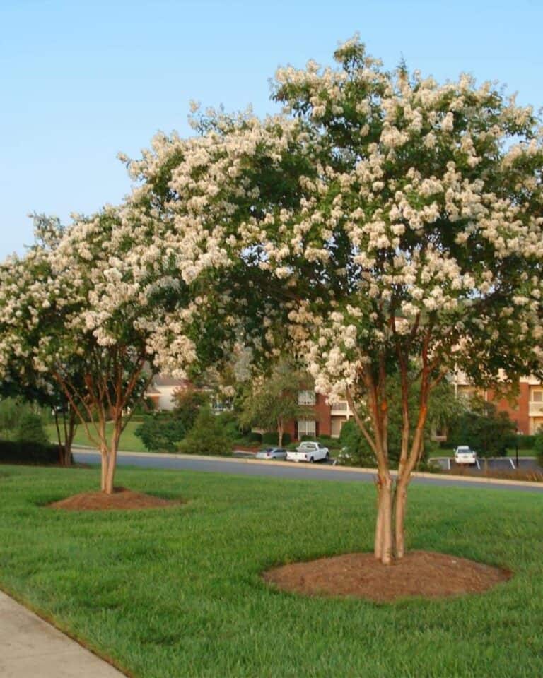 34 Long-Blooming Trees & Shrubs for Endless Color in Your Garden
