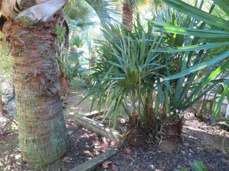14 Types of Palm Trees in Texas (That Will Thrive)
