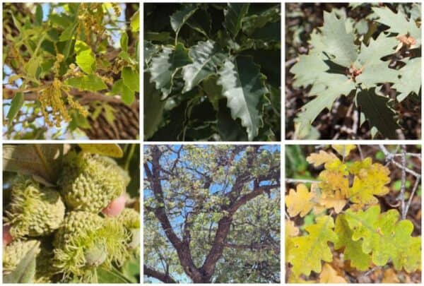 20 Native Trees of New Mexico (With Identifying Features)