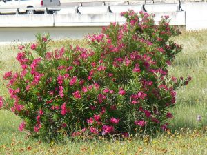 14 Ornamental Flowering Trees for USDA Zone 8 Landscapes