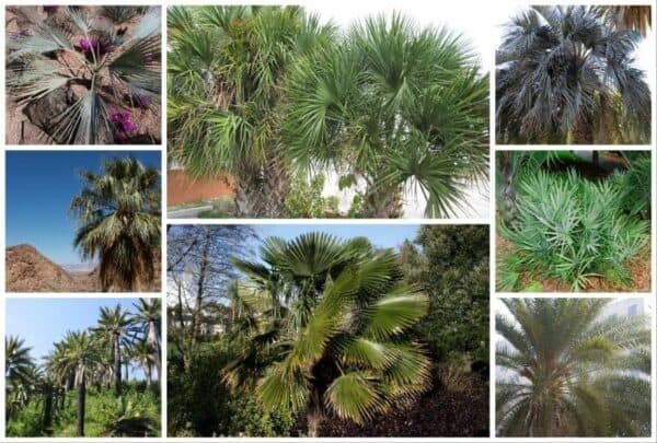 16 Popular USDA Zone 8 Trees to Consider Planting Today