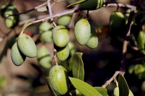 Can You Grow Olive Trees in USDA Zone 8? Which Are Best?