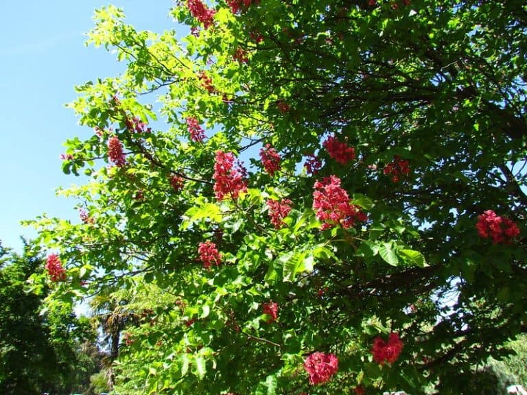 14 Ornamental Flowering Trees for USDA Zone 8 Landscapes