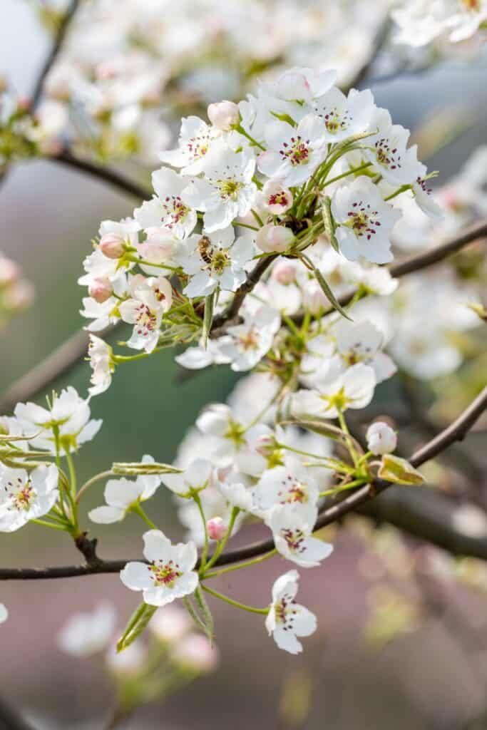 14 Fastest Growing Pear Trees That Bear Fruit Quickly (1st Year)