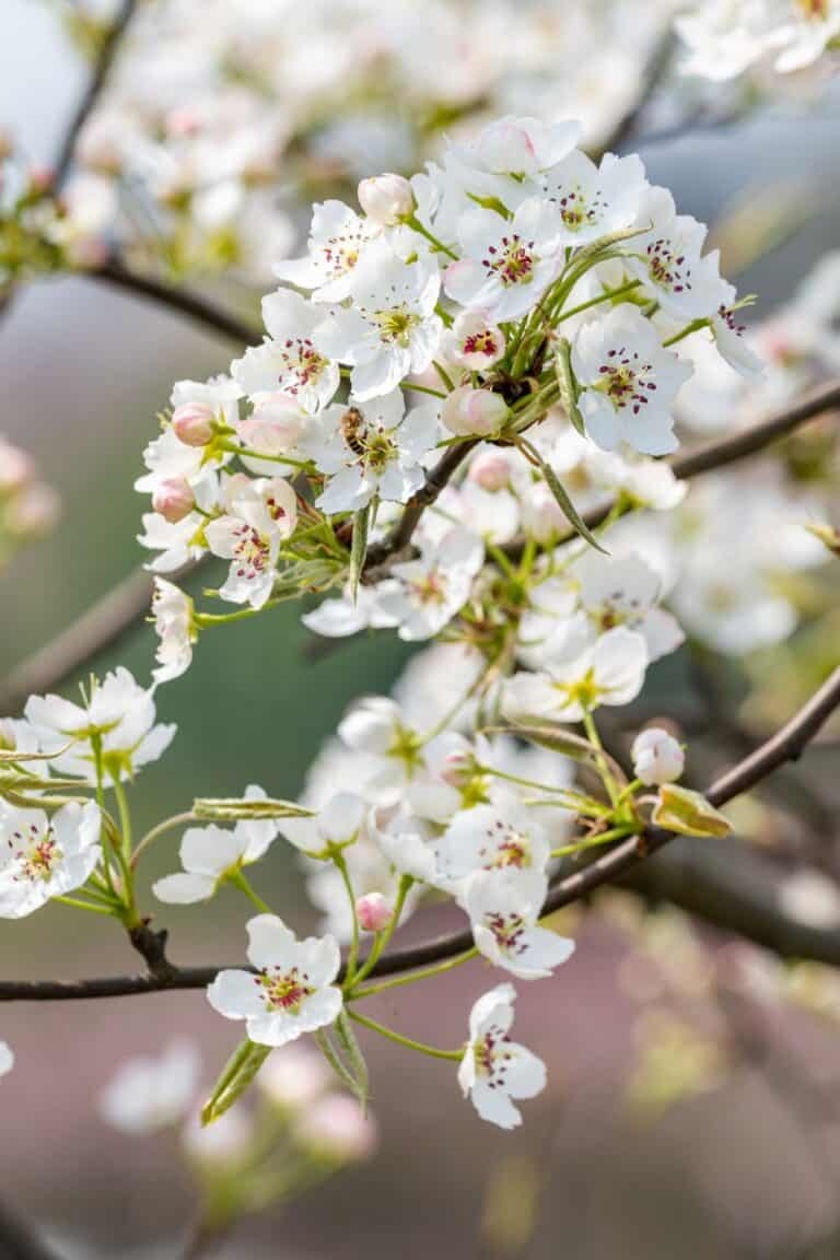 14 Fastest Growing Pear Trees That Bear Fruit Quickly (1st Year)