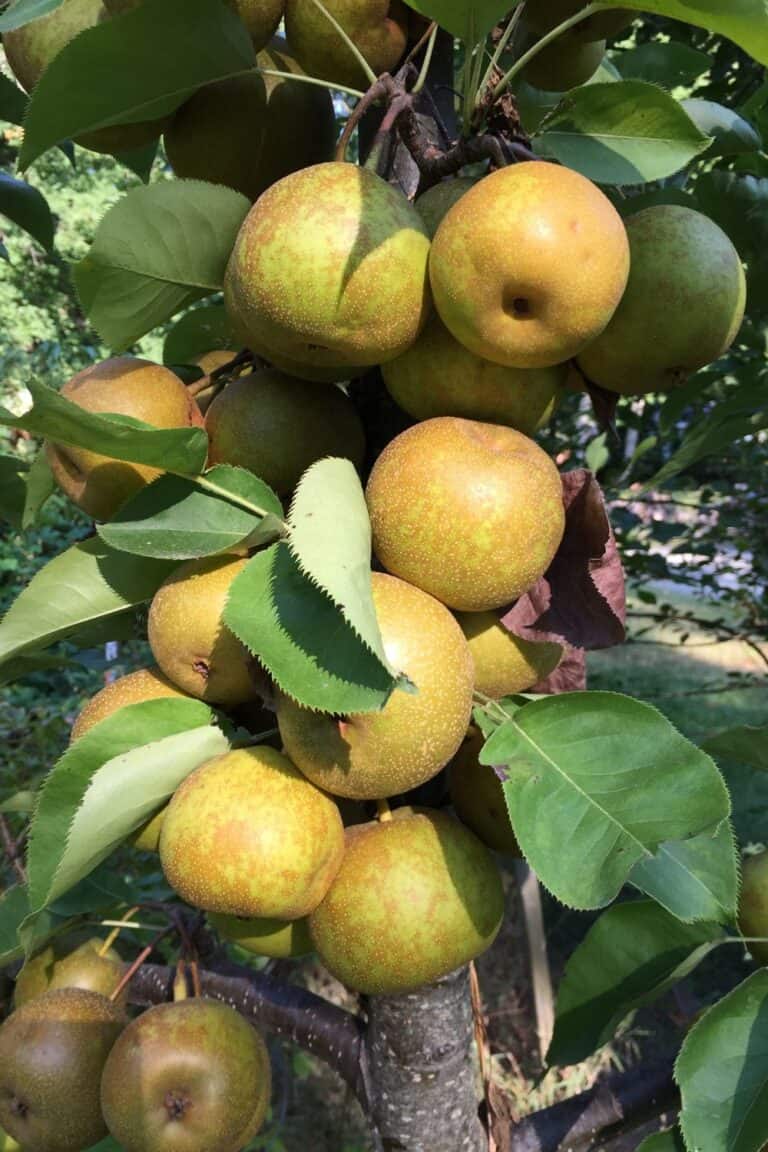 14 Fastest Growing Pear Trees That Bear Fruit Quickly (1st Year)