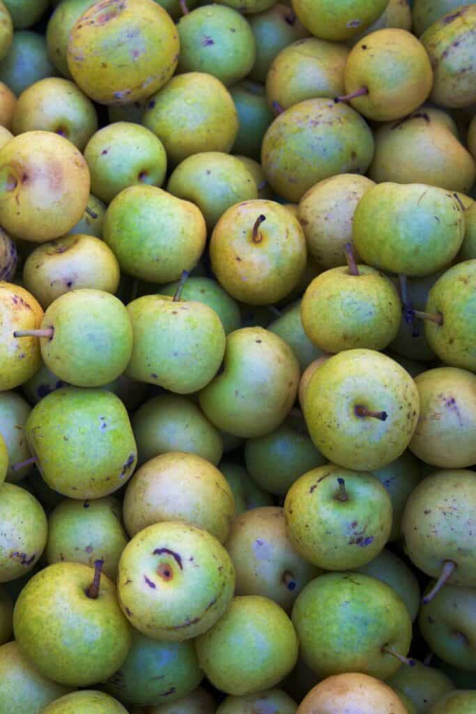 14 Fastest Growing Pear Trees That Bear Fruit Quickly (1st Year)