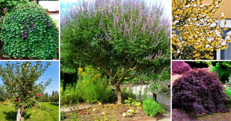 8 Small Trees for Tight Spaces in USDA Zone 8 Landscapes