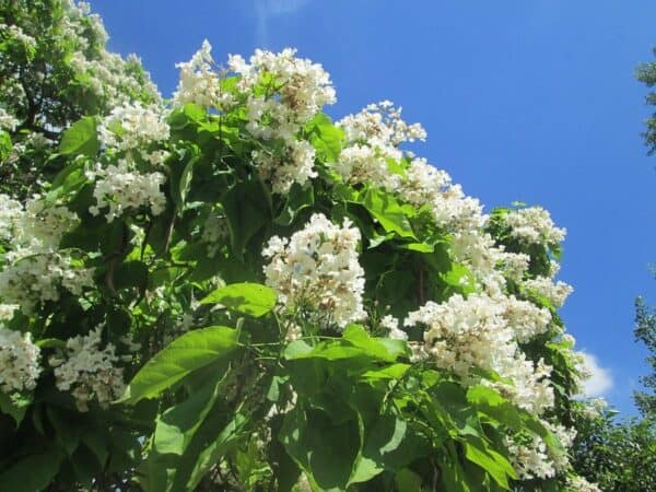 10 Fast Growing Trees That Thrive in USDA Zone 8