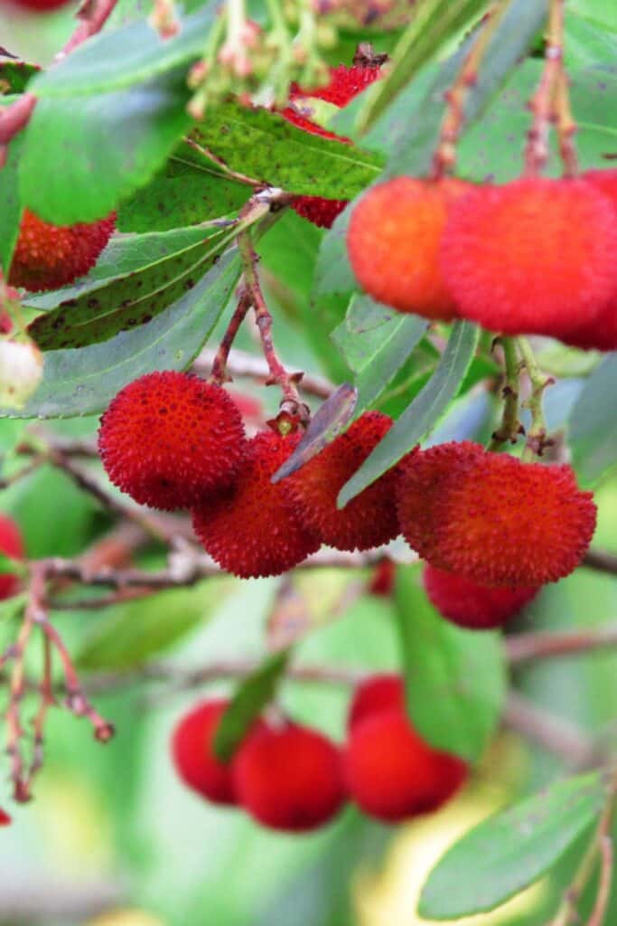 16 Best Bountiful Fruit Trees for USDA Zone 8 Gardeners
