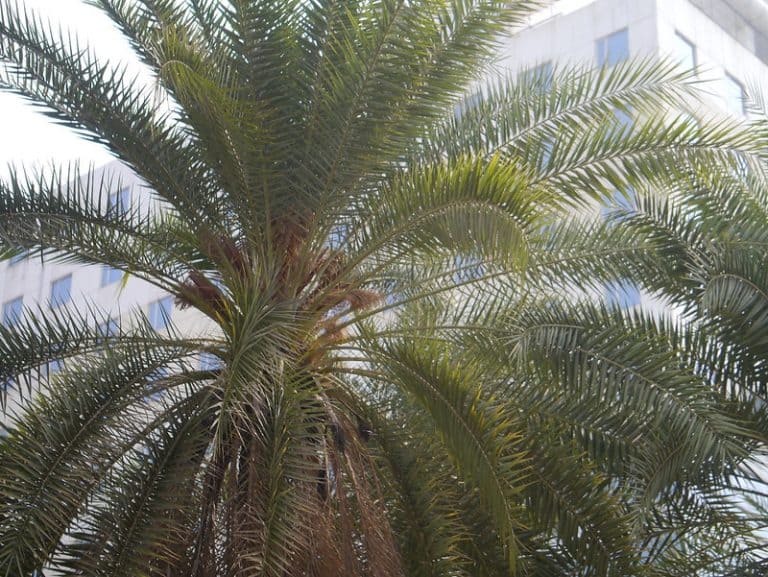 7 Palm Trees for USDA Zone 9 (for a Tropical Touch)