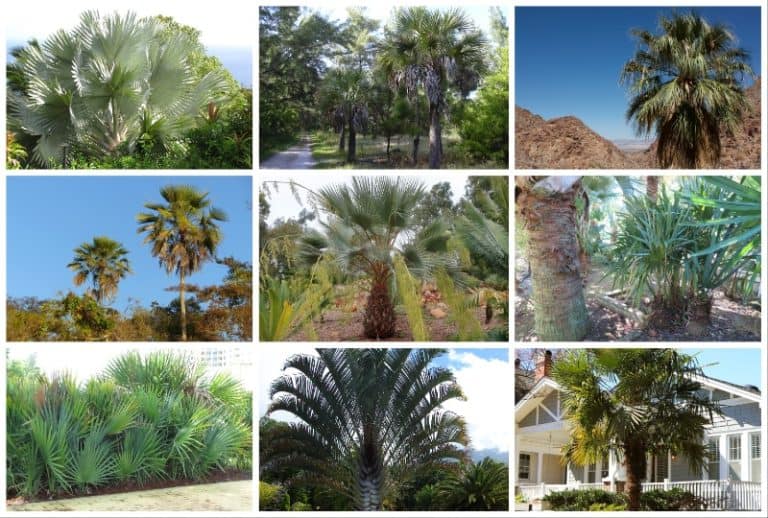 5 Thorn Trees You Will Find Growing in Texas