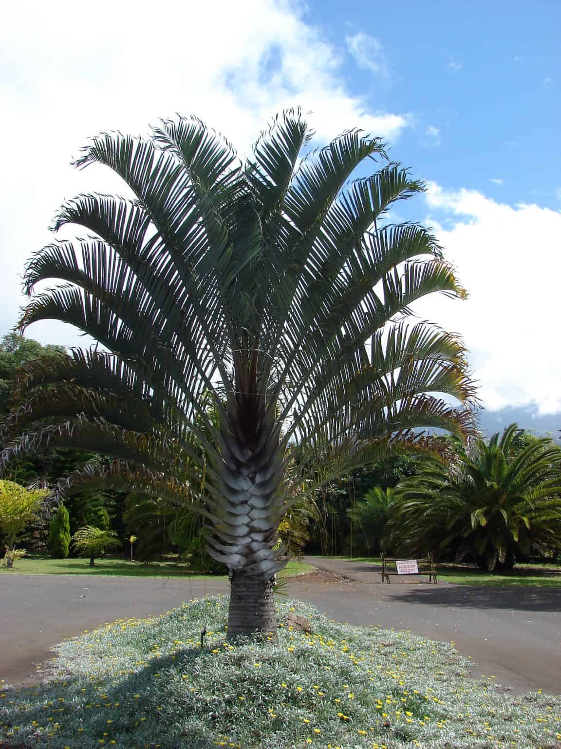 14 Types of Palm Trees in Texas (That Will Thrive)