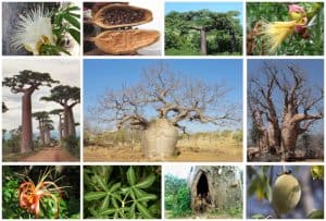 8 Different Types of Baobab Trees & Identifying Features