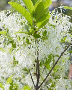 24 Stunning Ornamental Flowering Trees For Illinois