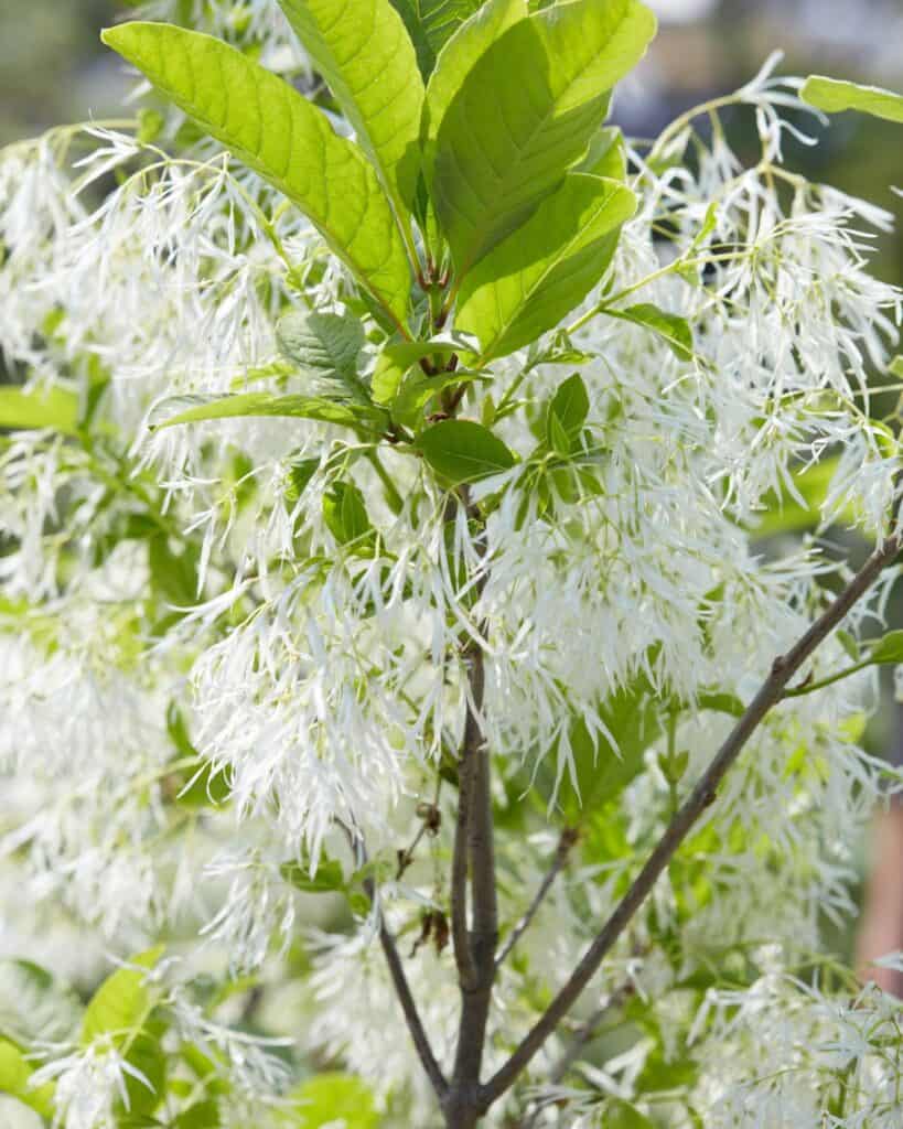 Zone 3 Flowering Trees (9 Stunning Cold Hardy Ornamentals)