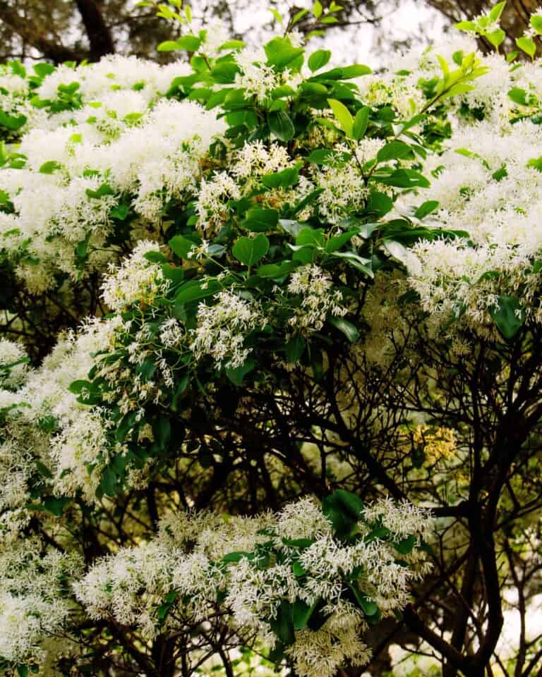 8 Small Trees for Tight Spaces in USDA Zone 8 Landscapes