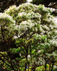 8 Small Trees for Tight Spaces in USDA Zone 8 Landscapes