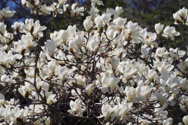 8 Beautiful Magnolia Trees in Texas (to Grow or Admire)