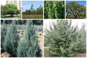 7 Trees You Can Grow in Full Sun in USDA Zone 8