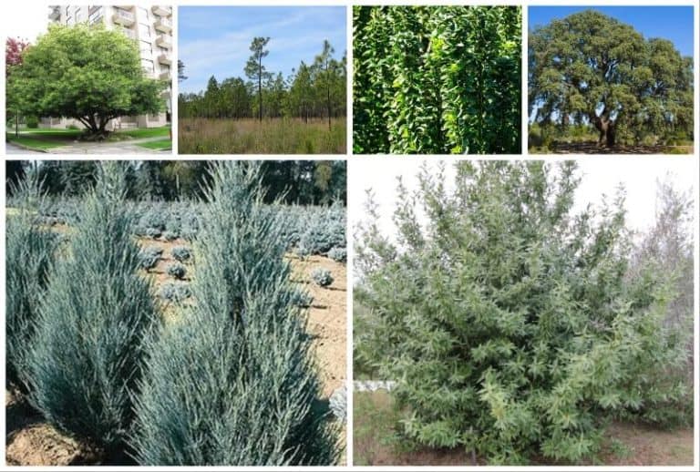 8 Excellent Evergreen Trees That Will Thrive in USDA Zone 7