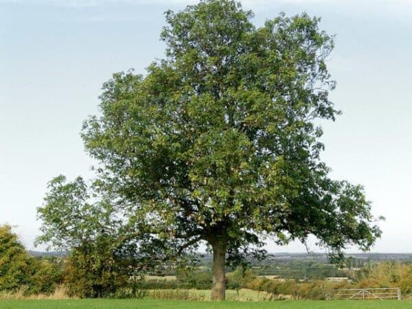 9 USDA Zone 9 Shade Trees (Add Coolness to Your Home & Yard)