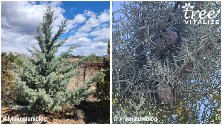 15 Evergreen Trees that Grow in New Mexico (Pine, Juniper)