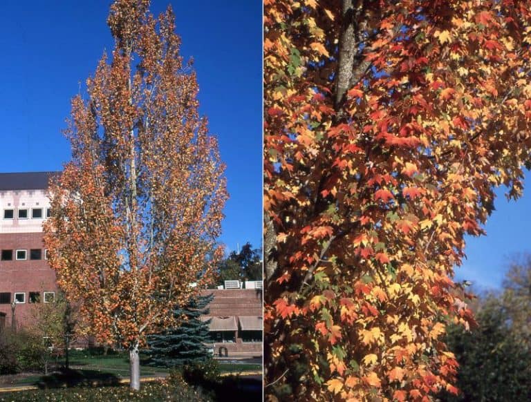 7 USDA Zone 9 Maple Trees (Heat-Tolerant Varieties)