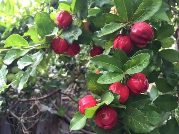 6 Edible & Ornamental Cherry Trees That Grow in USDA Zone 9