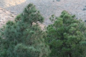 6 USDA Zone 9 Pine Trees That Thrive in Hot Weather